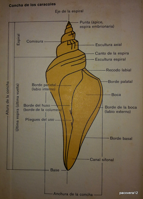 CH´USAY: ASTRAEA (BOLAMA) RUGOSA