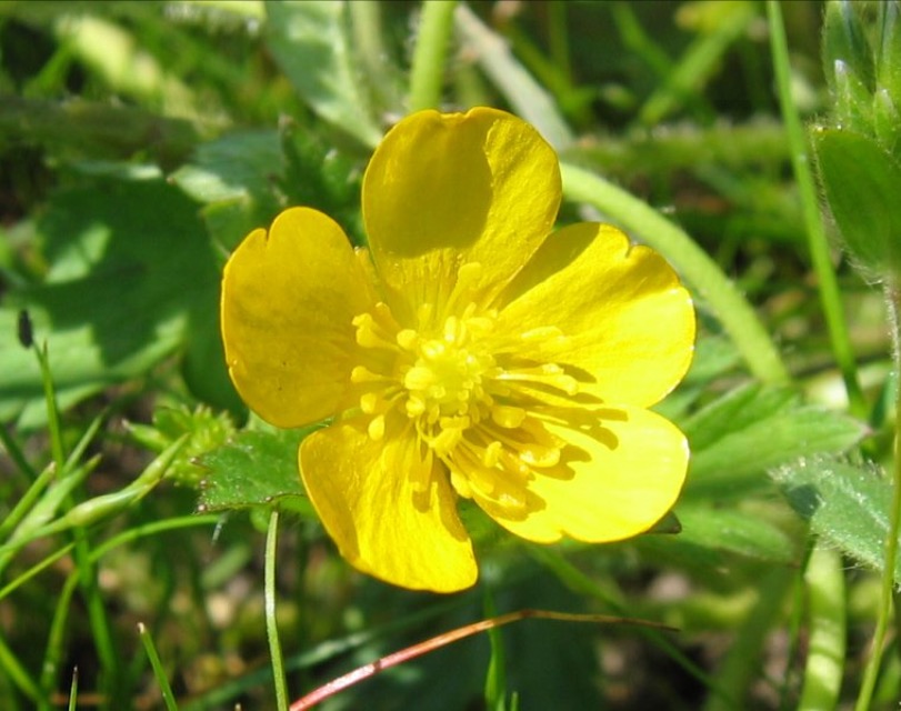 Plant Database: Ranunculus repens