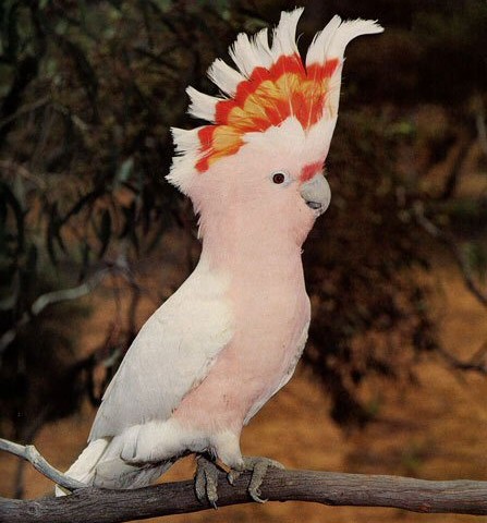 Imágenes del mundo animal: Cacatúa