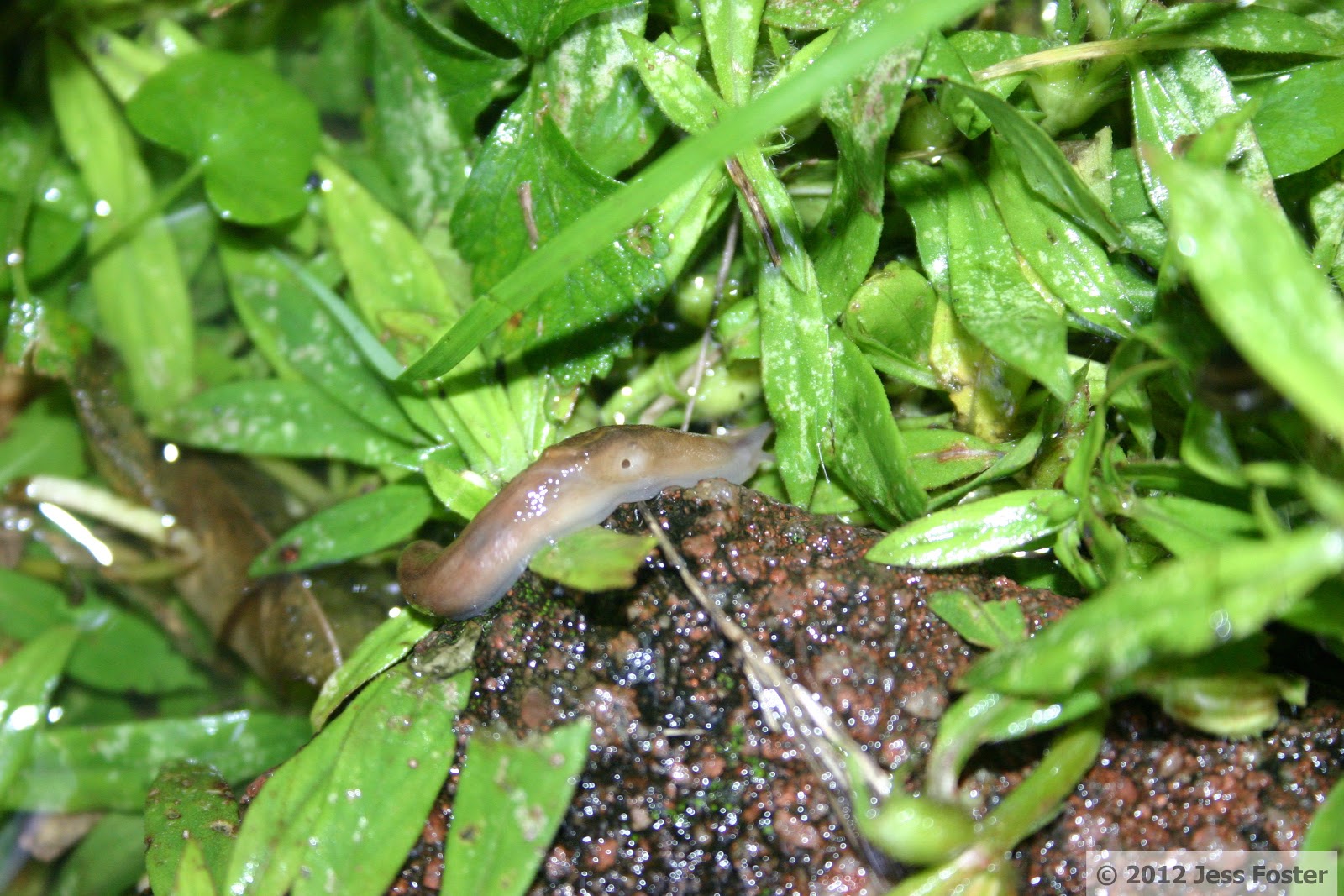Sluggin' Along: Slug Pool Party