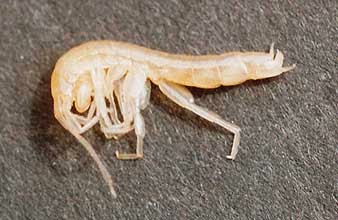 A View from the Beach: Save the Hay's Spring Amphipod!