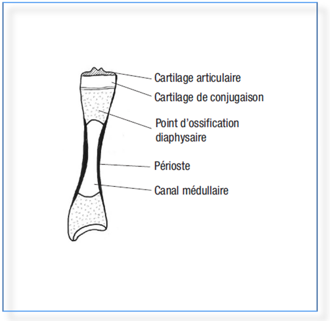 QCM-CONCOURS-GRATUITS: Os long - Biologie