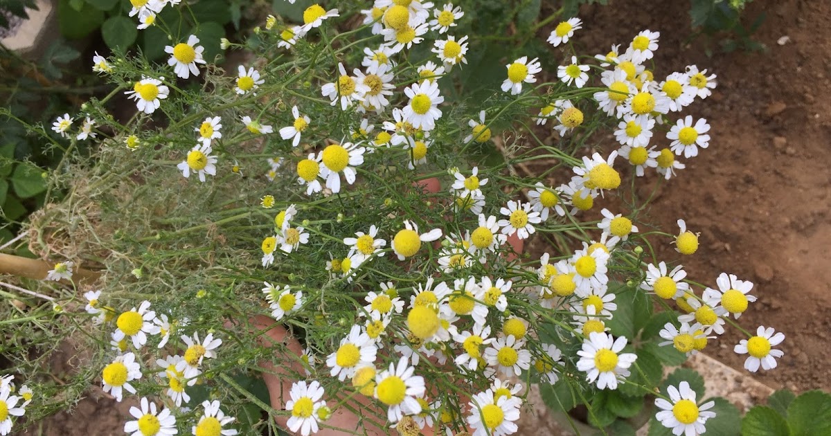 How to Grow Chamomile From seed indoors | AROMATIC HERBS GROWING