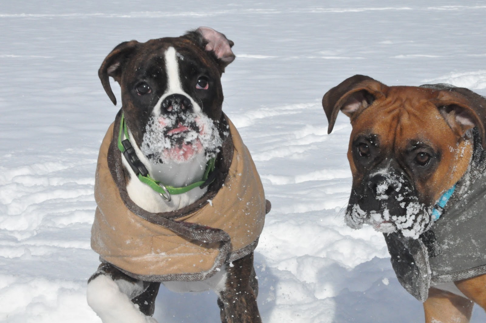 I Have A Boxer: Snow Boxers