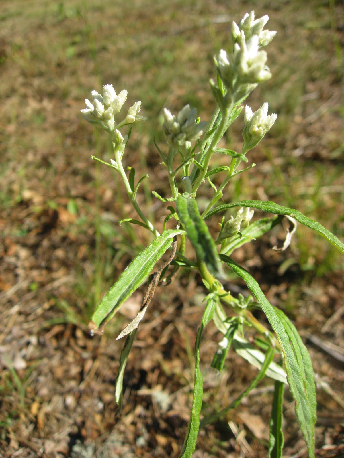 Capital Naturalist by Alonso Abugattas: Sweet Everlasting Rabbit Tobacco