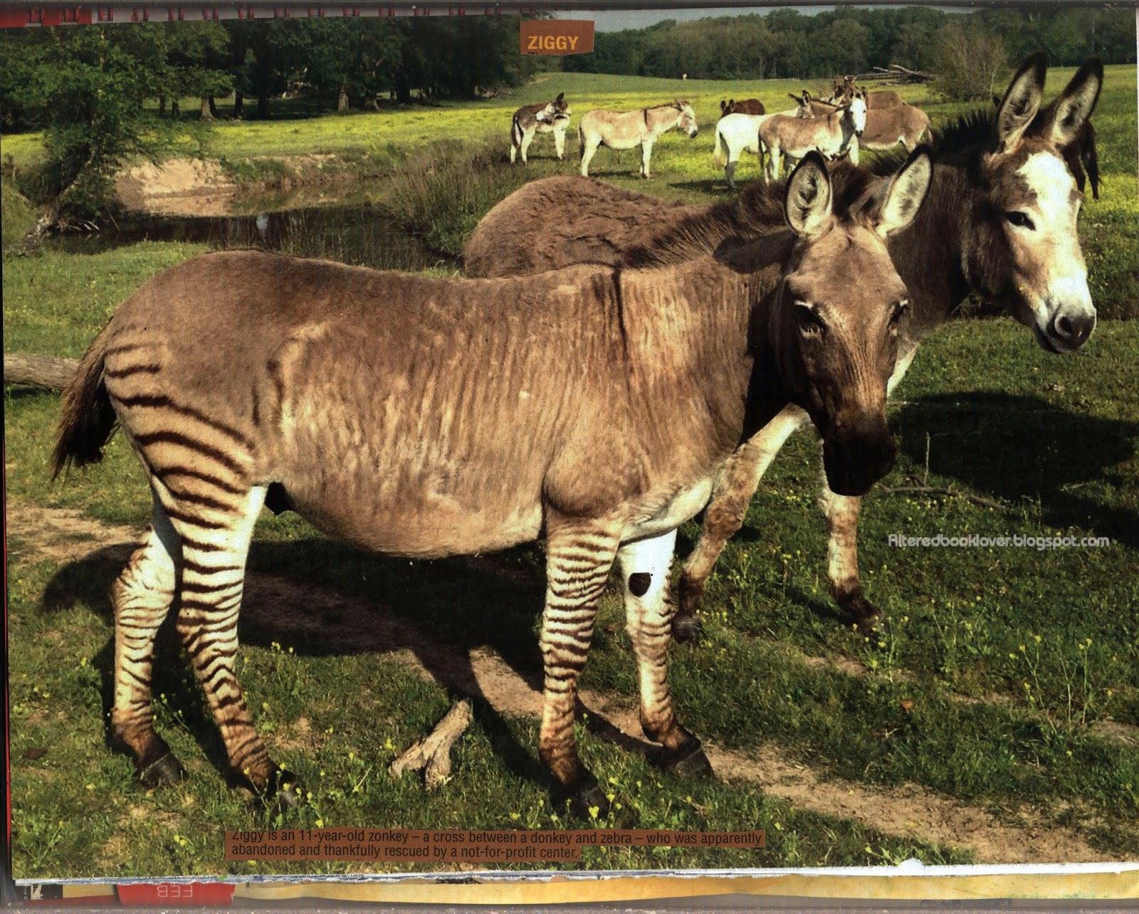 Altered Book Lover: Ziggy