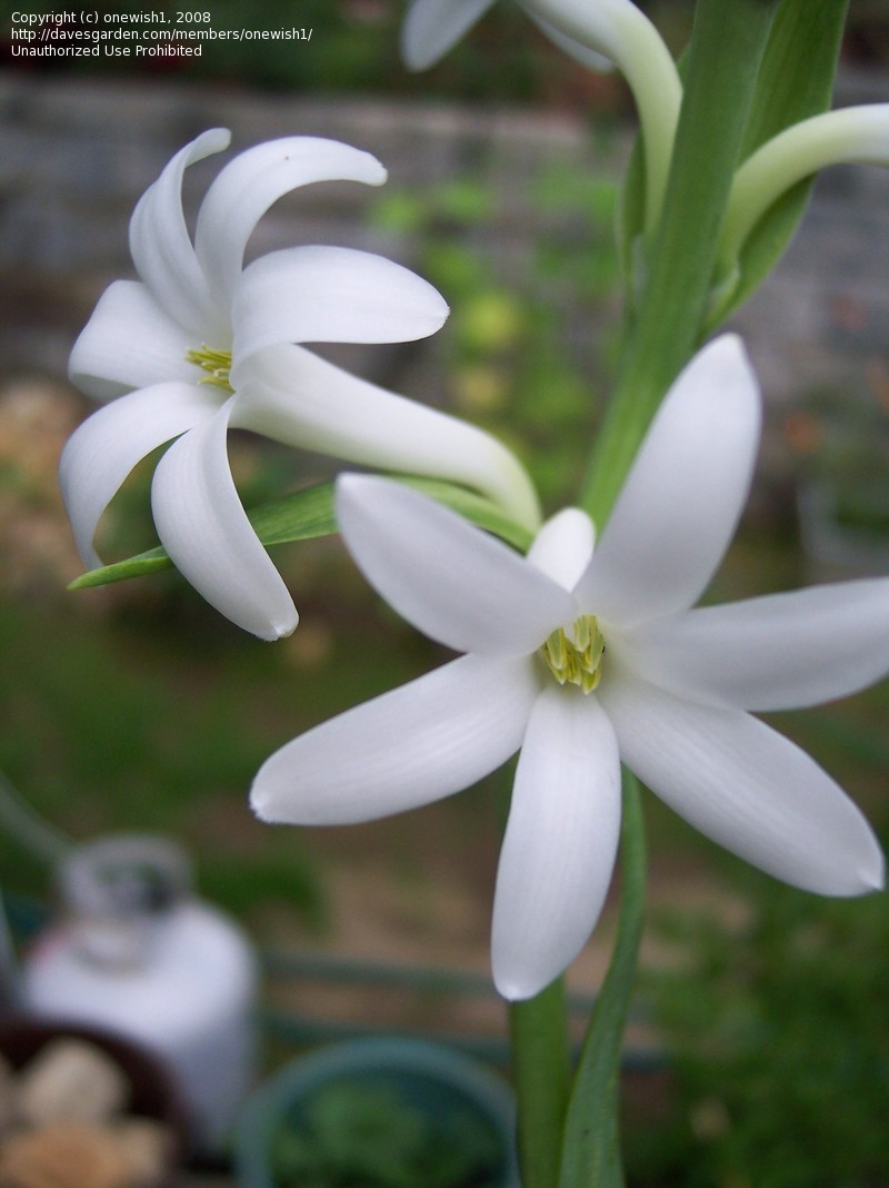 Indahnya kembang 7 rupa | wawasan dunia