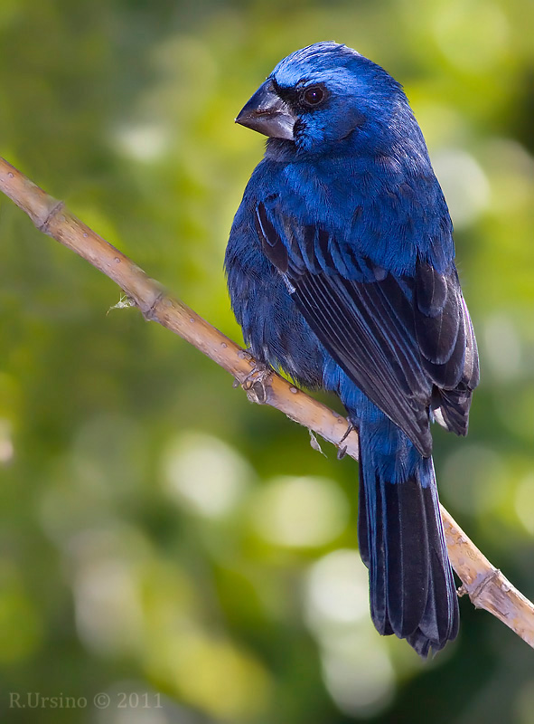 AVES NUESTRAS: REINAMORA GRANDE