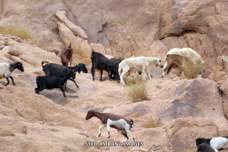 Agar Aku Tidak Lupa: EGYPT - DAY 04 - PART 04 - MAKAM NABI HARUN AS ...