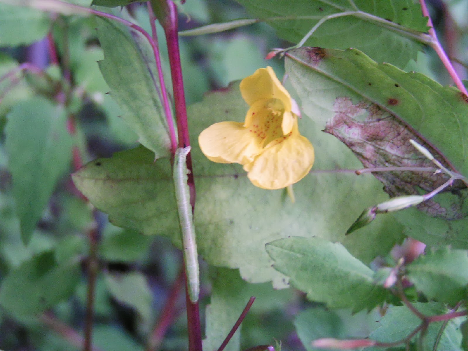 Central and East Lakes Rangers: Touch-Me-Not Balsam and Netted Carpet ...