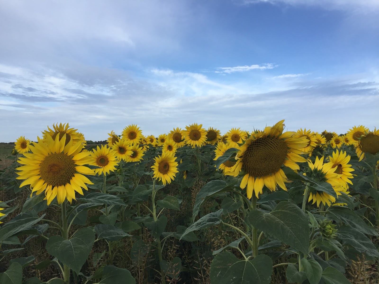 Archie's Peaky Birders Blog: Frampton Marsh & Football - A Day Out In ...