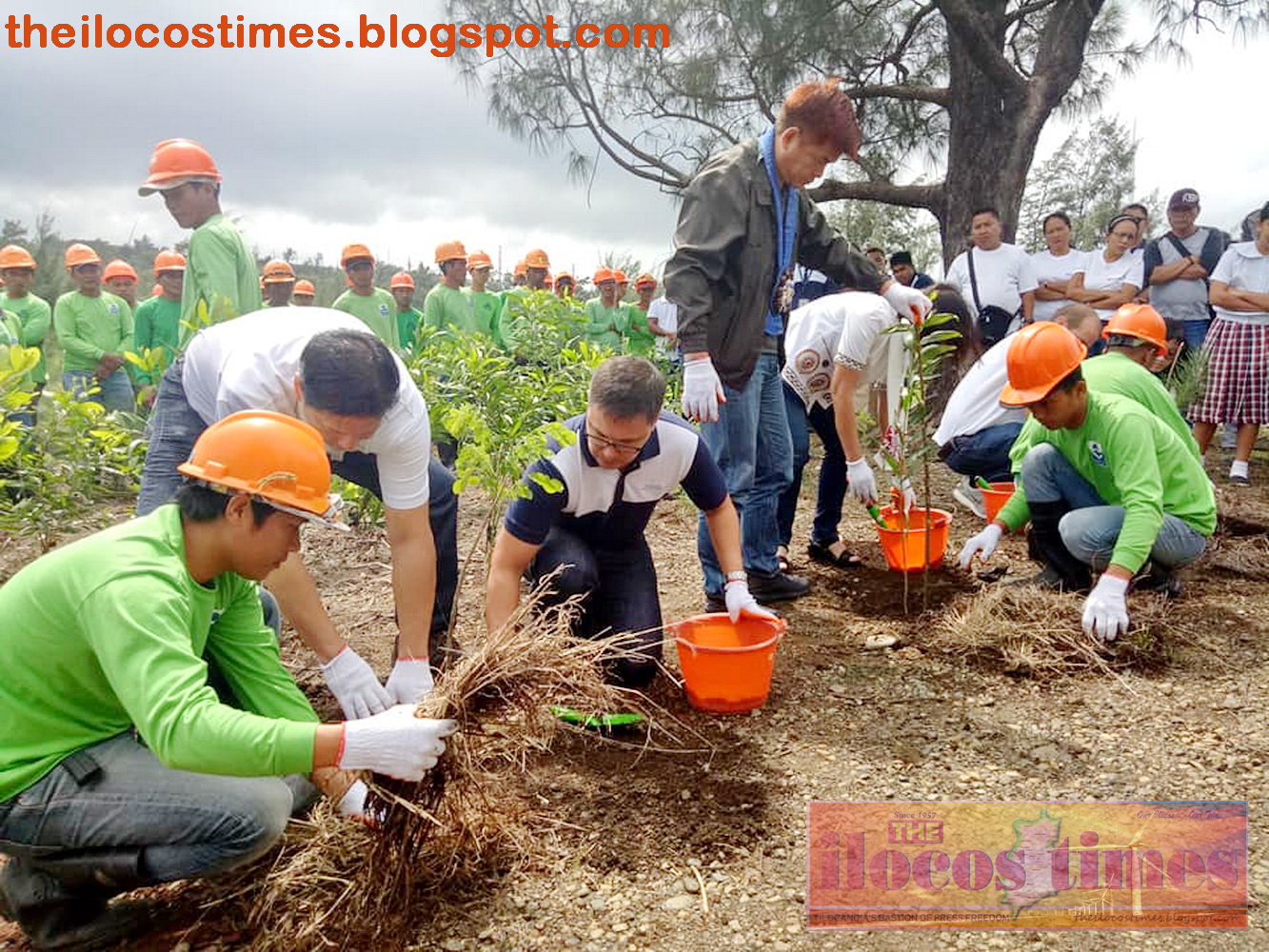 Pagudpud windfarm grows 205,000 trees in 3 years