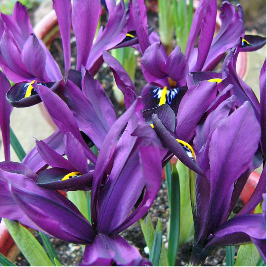 May's Irises