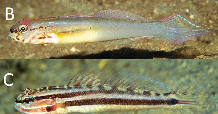 Species New to Science: [Ichthyology • 2016] Amblygobius calvatus & A ...