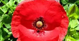 UNODC Report: Poppy Cultivation up 21% ~ Borderland Beat