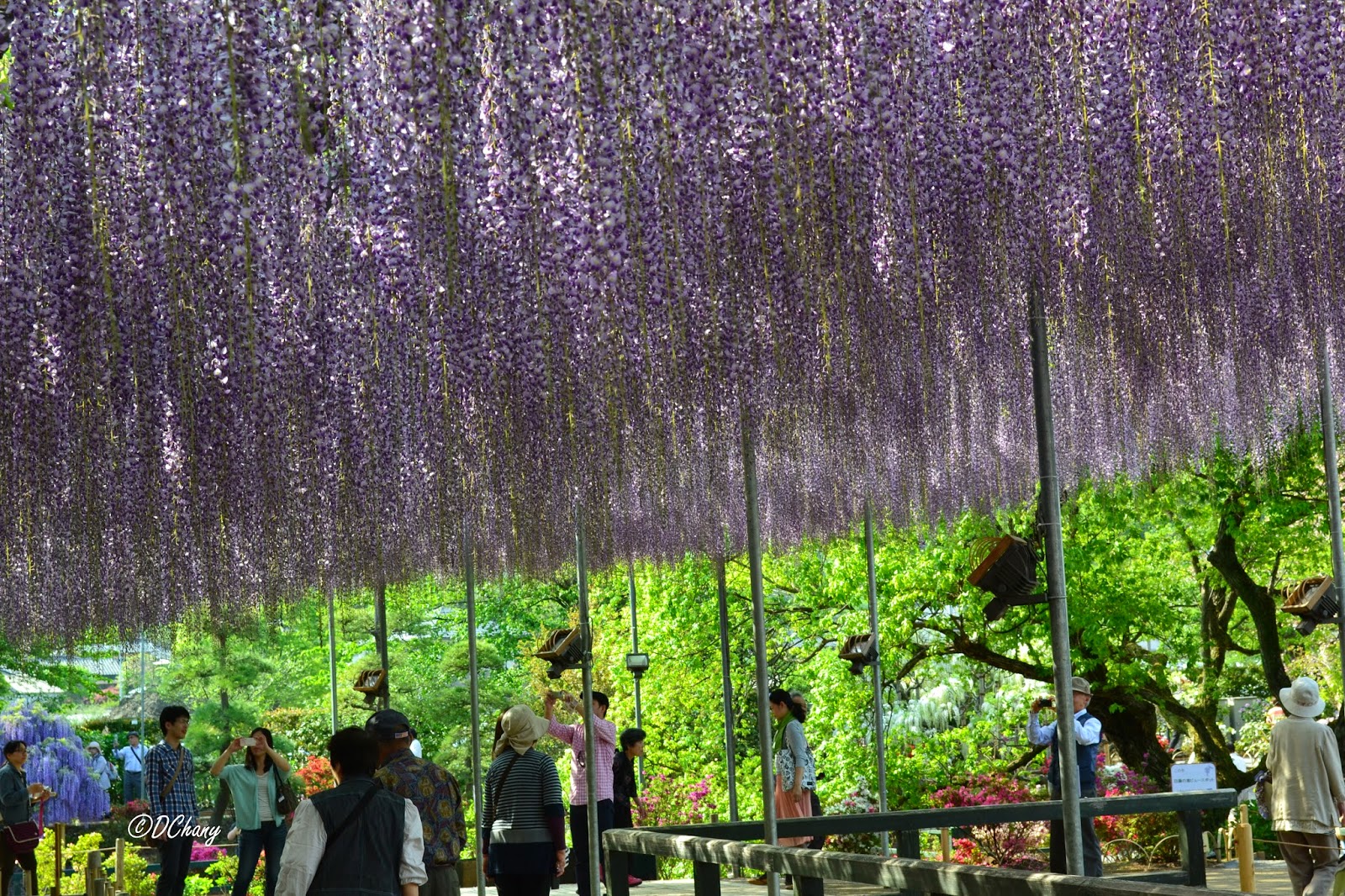 Ashikaga Flower Park ~ Panduan Hidup Di Jepang
