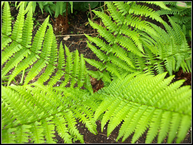 Mark's Veg Plot: Ferns