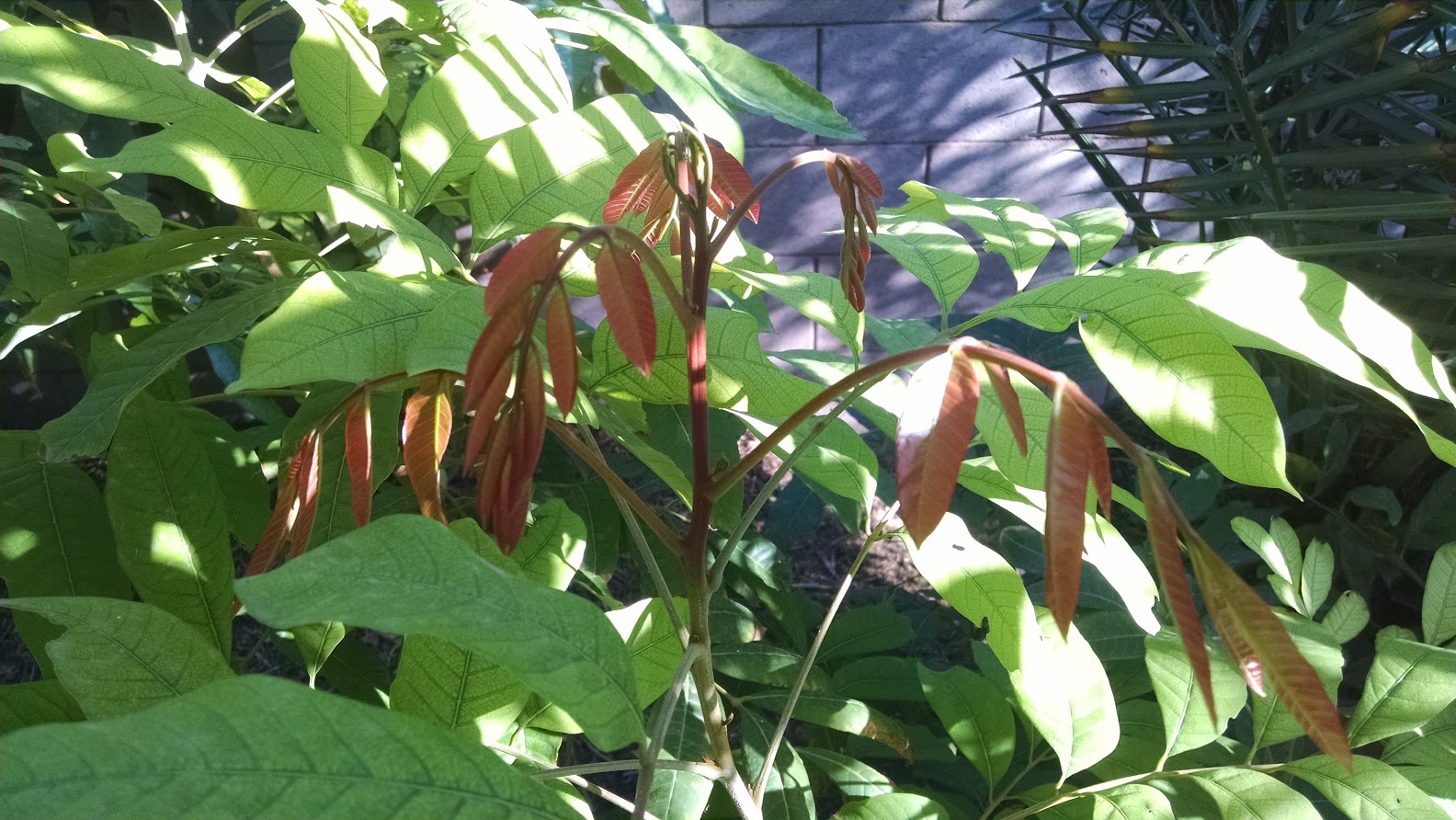 Desert Valley Orchard: Sri Chompoo Longan