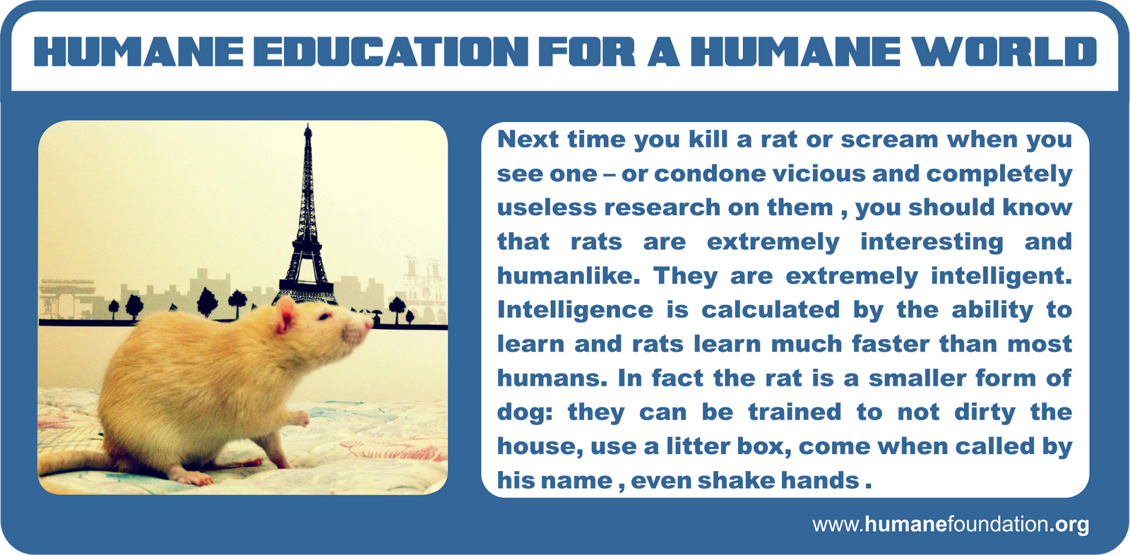 The Humane Foundation: Humane Education: Rats 1