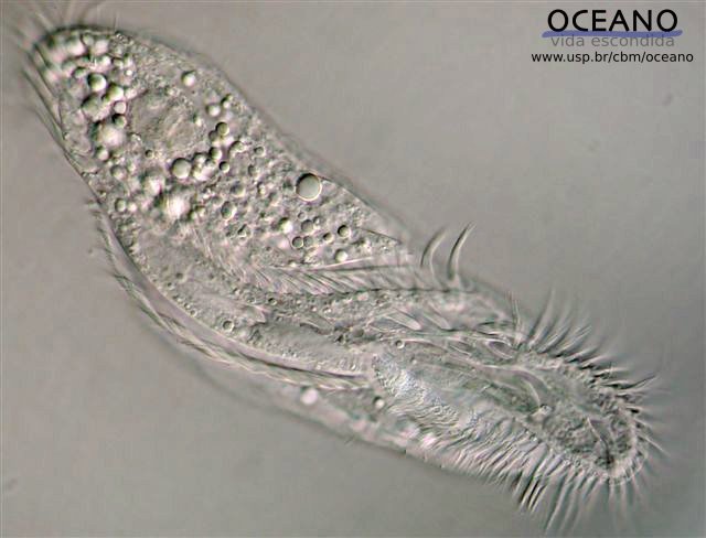 Biologia: PROTOZOÁRIOS
