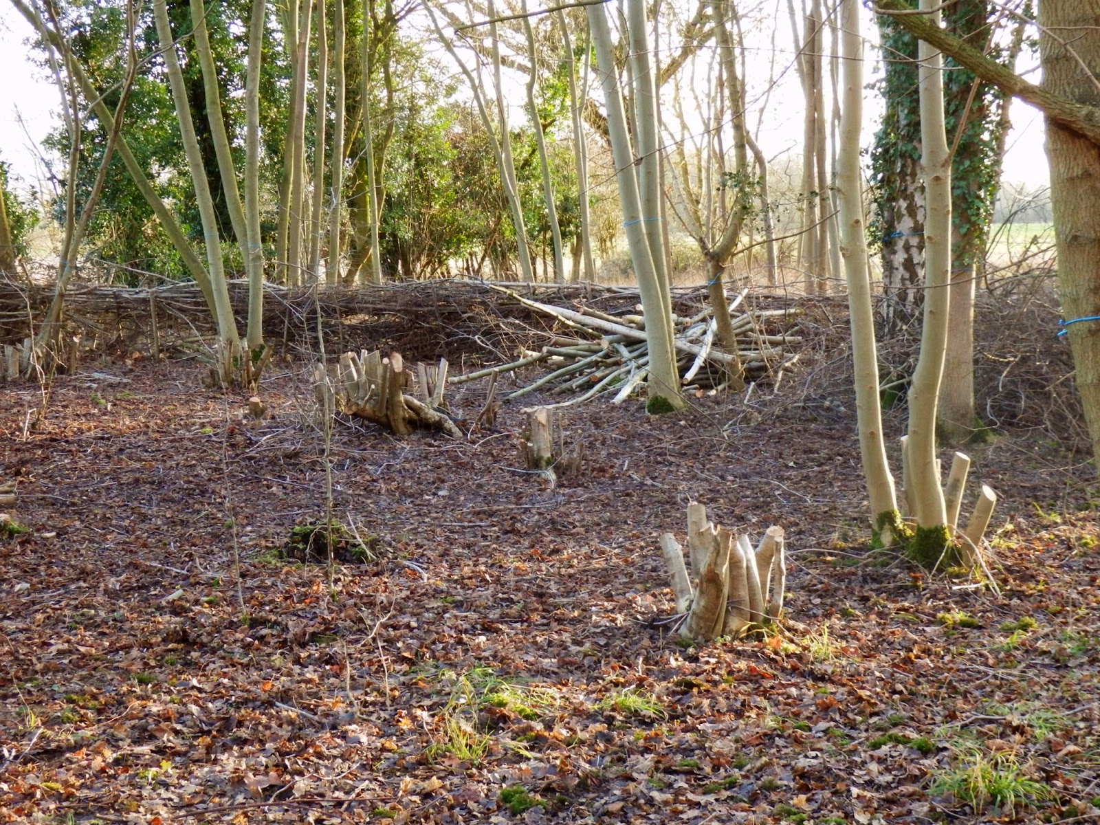 Underwood: The Art of Coppicing