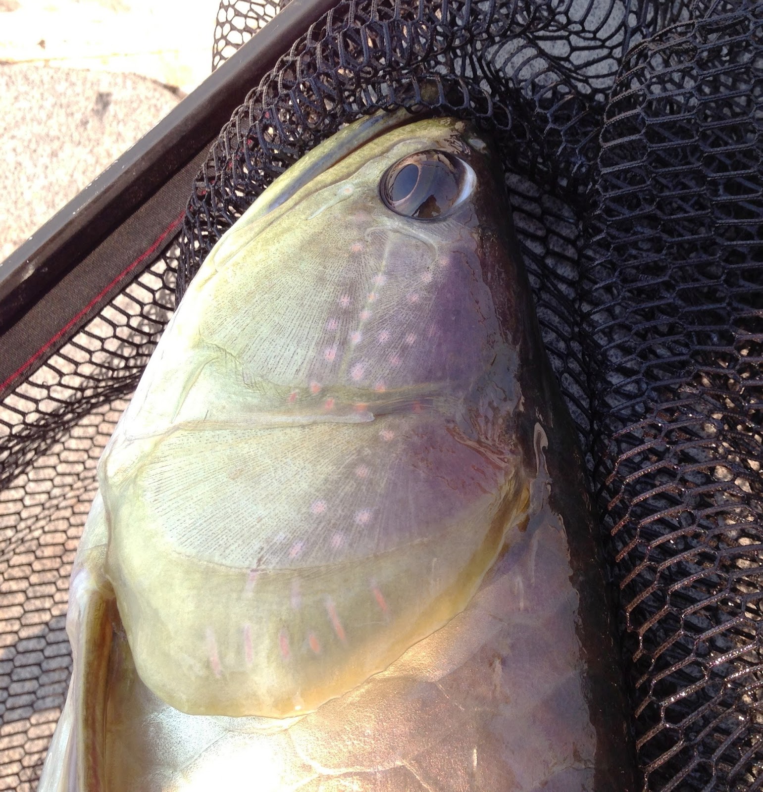 NT Fly Fishers : Of Toga and "things".