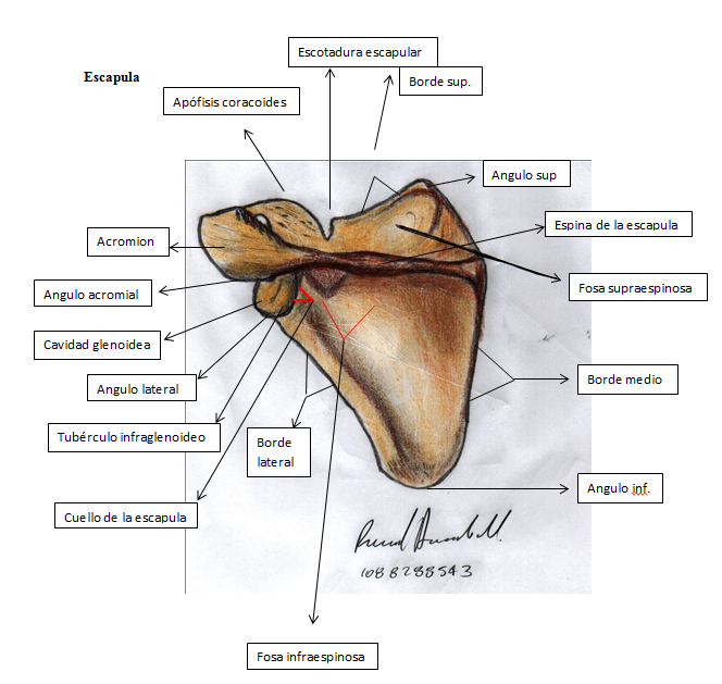 Anatomía radiológica de miembro sup,inf,cadera y pelvis: 2020