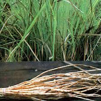 mGa 'MUNI-MUNI' Ni mAeKa: Ningas kugon