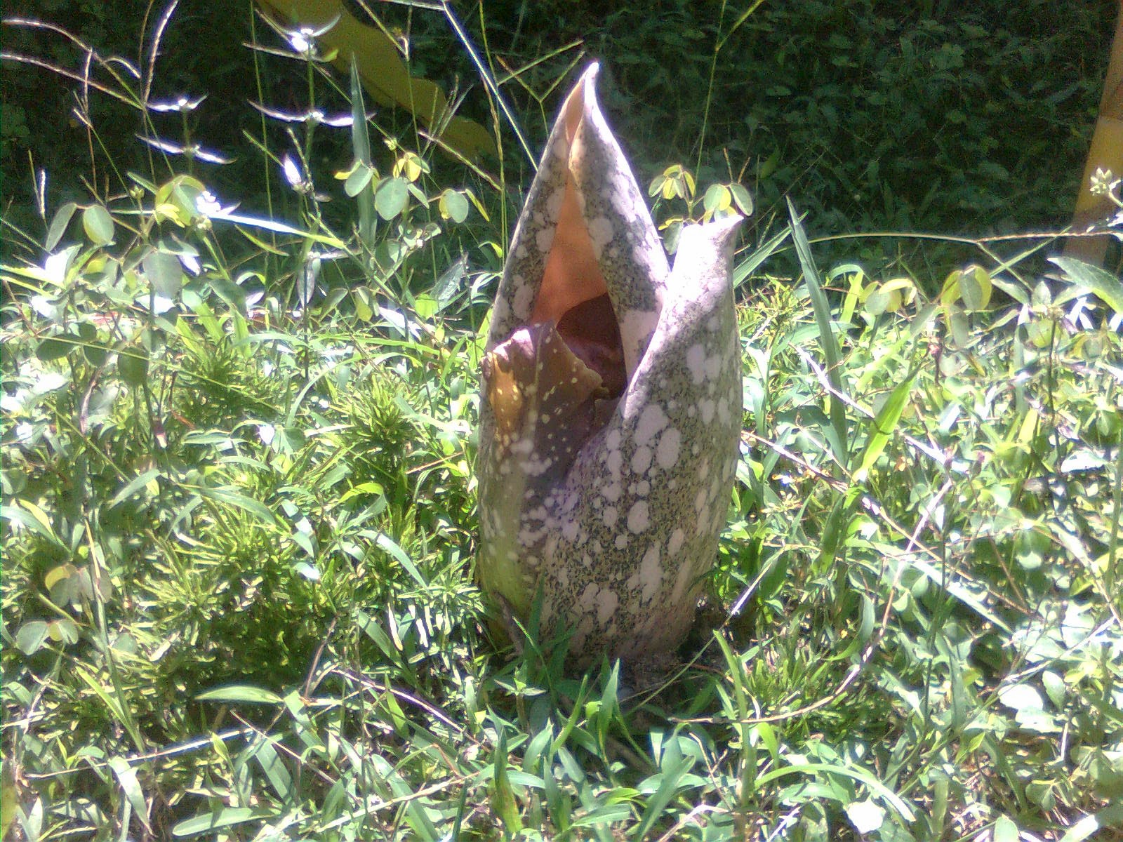 kidaran කිඩාරන්: Kidaran Mala කිඩාරන් මල