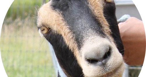 Goats from Mars: Goats.