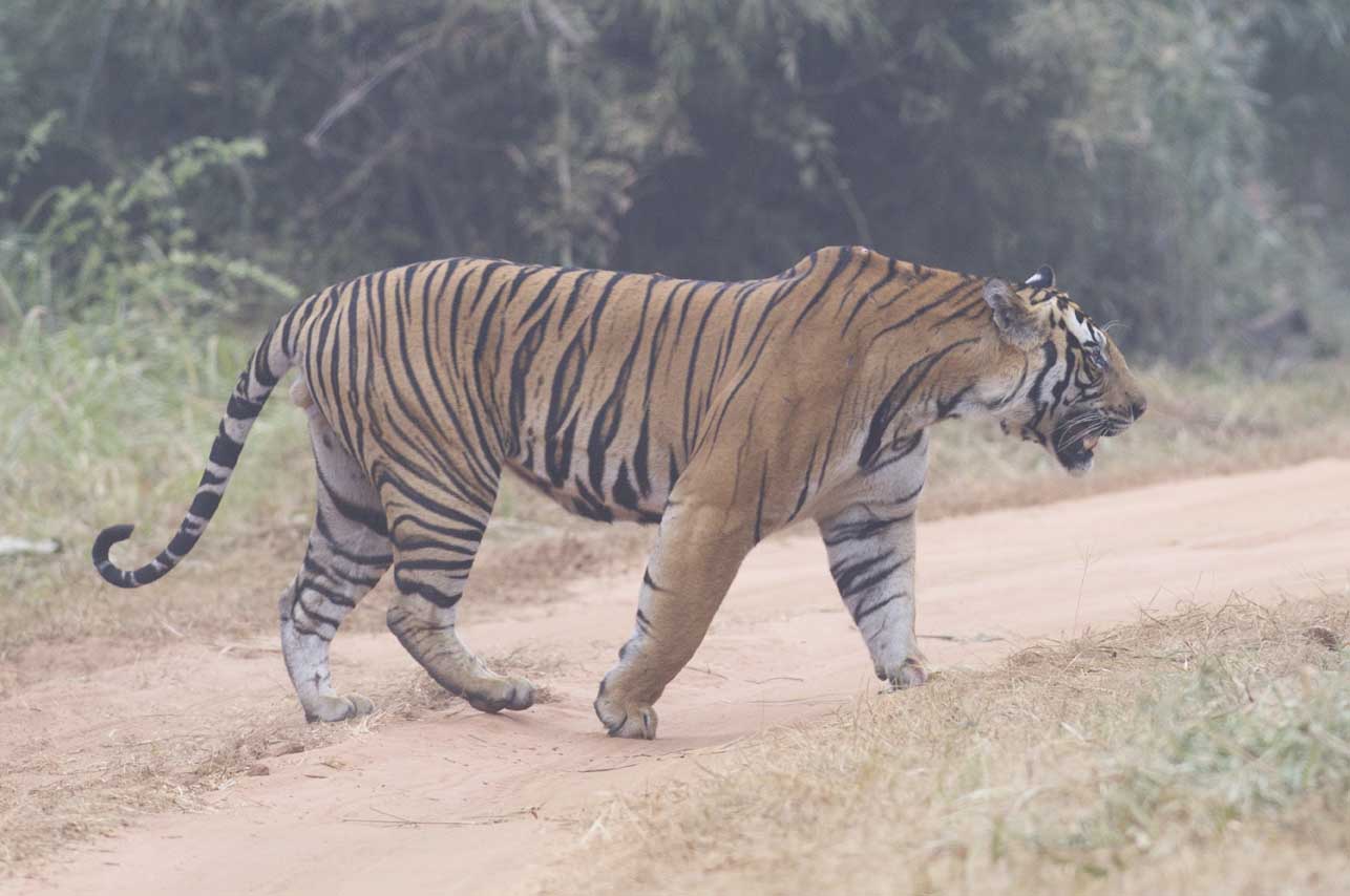bandhavgarh: Male Tigers in such a small area and still surviving ...