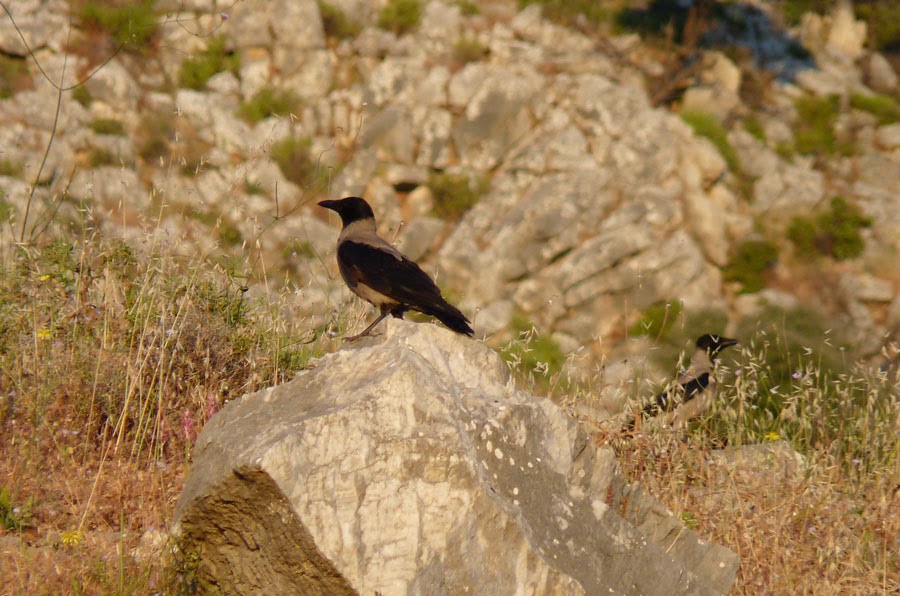 Axe Birding: Lindos, Rhodes, Greece - The Birds