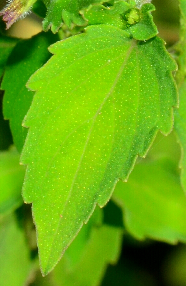 石薺薴 Mosla scabra 【唇形科】