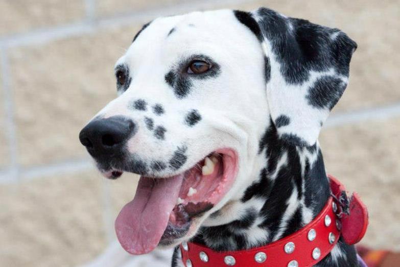 NOBLE GALGO: PONGO - dálmata de un añito - Madrid - Urgente!!!!