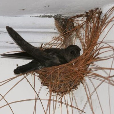 Yulianti Puji Astuti: jenis-jenis burung walet