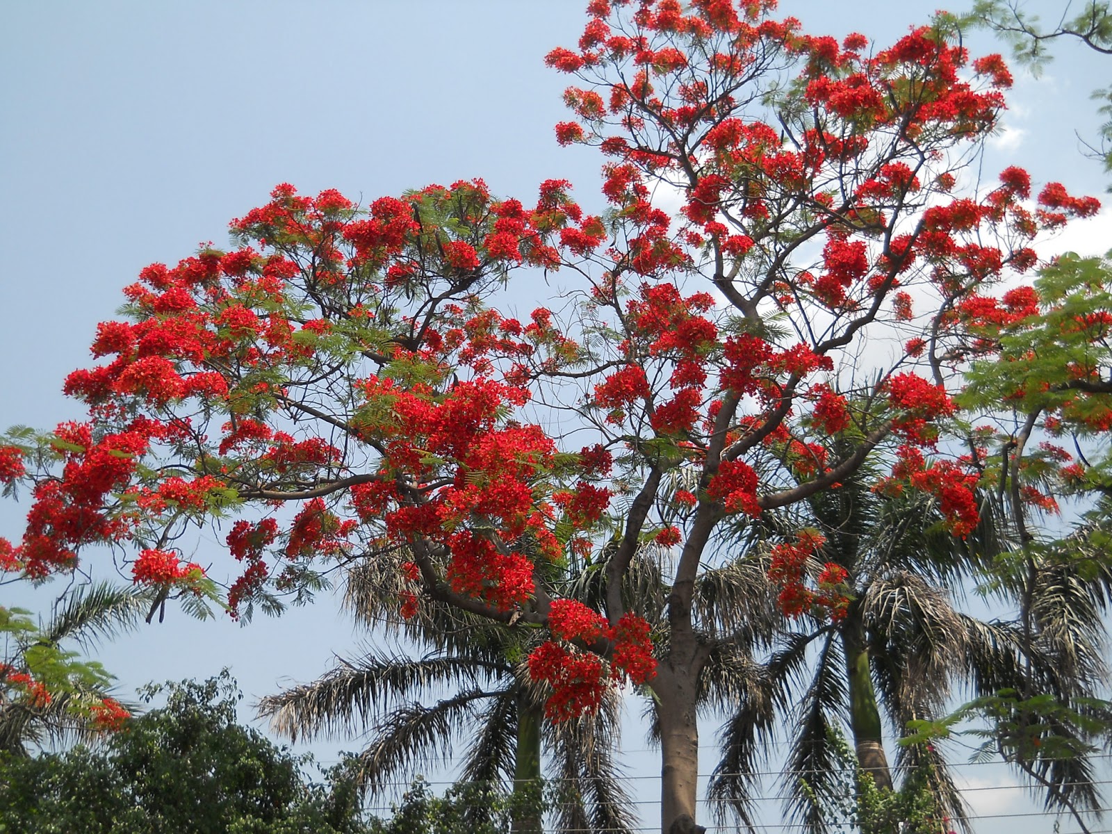 Life,films and nostalgia: Beautiful Trees of Gulmohur