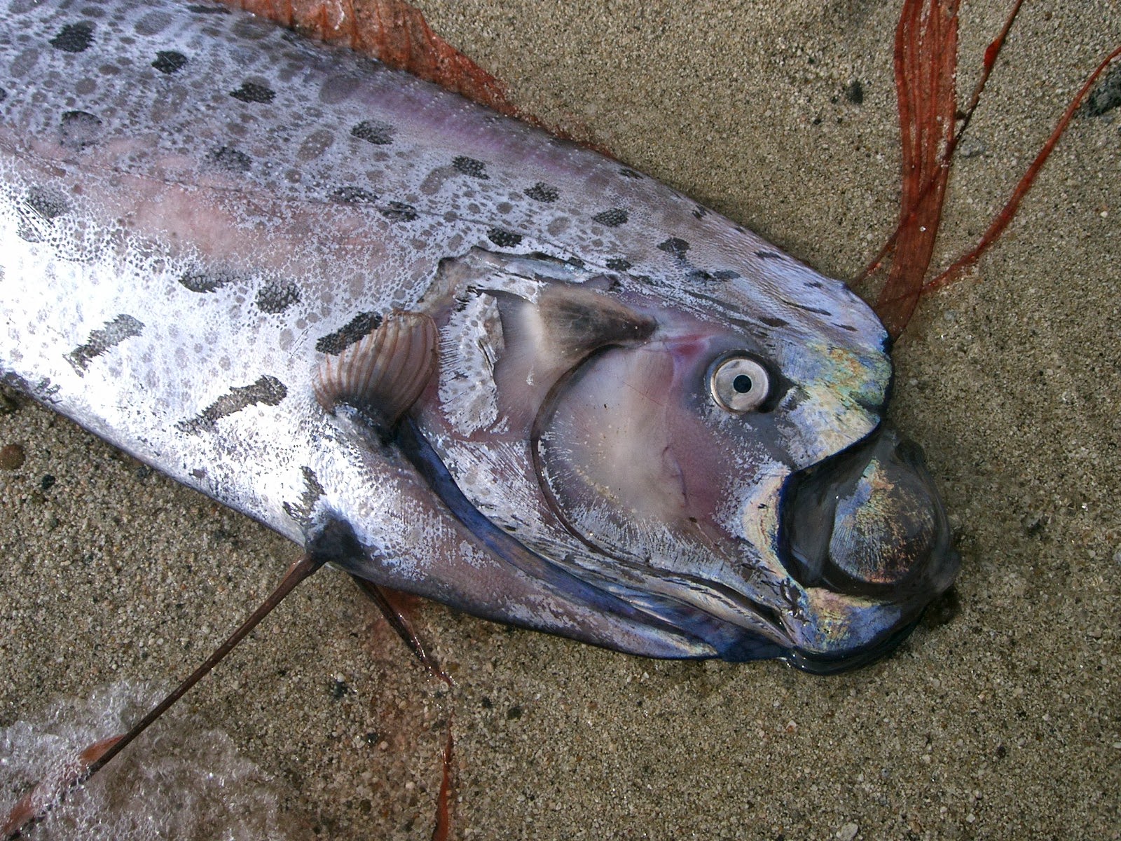 The Oarfish