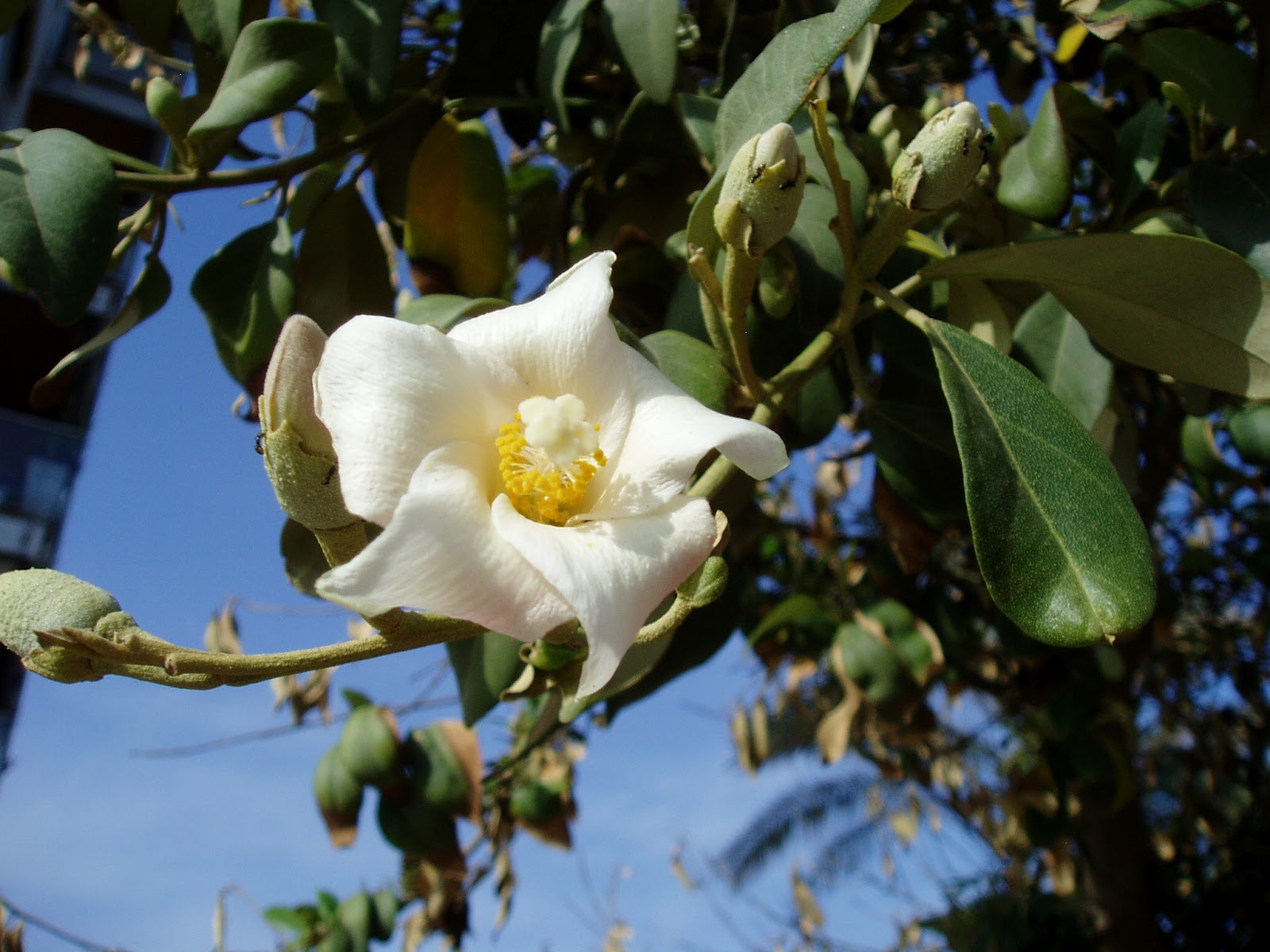 LAGUNARIA: Lagunaria patersonia | Plantas rioMoros