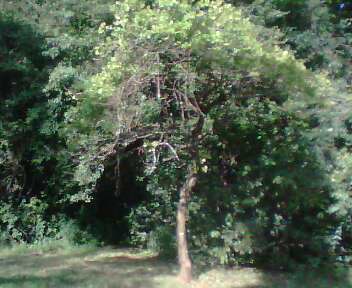 A Vida Nos Bosques: Mulungu - Erythrina mulungu