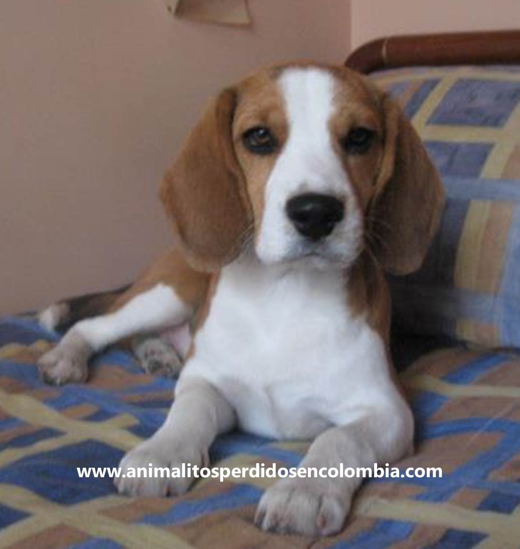 Animalitos Perdidos en Colombia: PERDIDO SOACHA COMPARTIR-PERRO BEAGLE ...