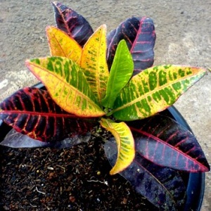 Tanaman Puring (Codiaeum variegatum) - Ganesha Flora Bali