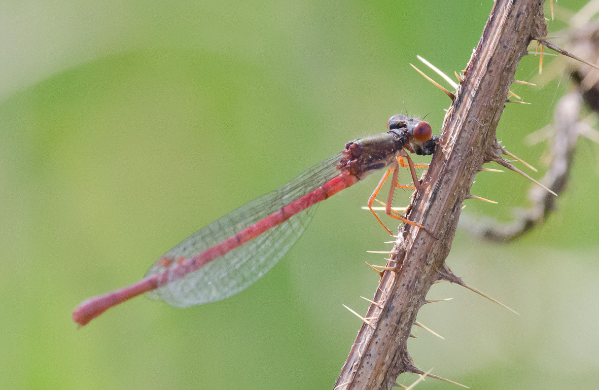 VC41 Dragonflies and Damselflies: Small Red Damselfly in Pembs