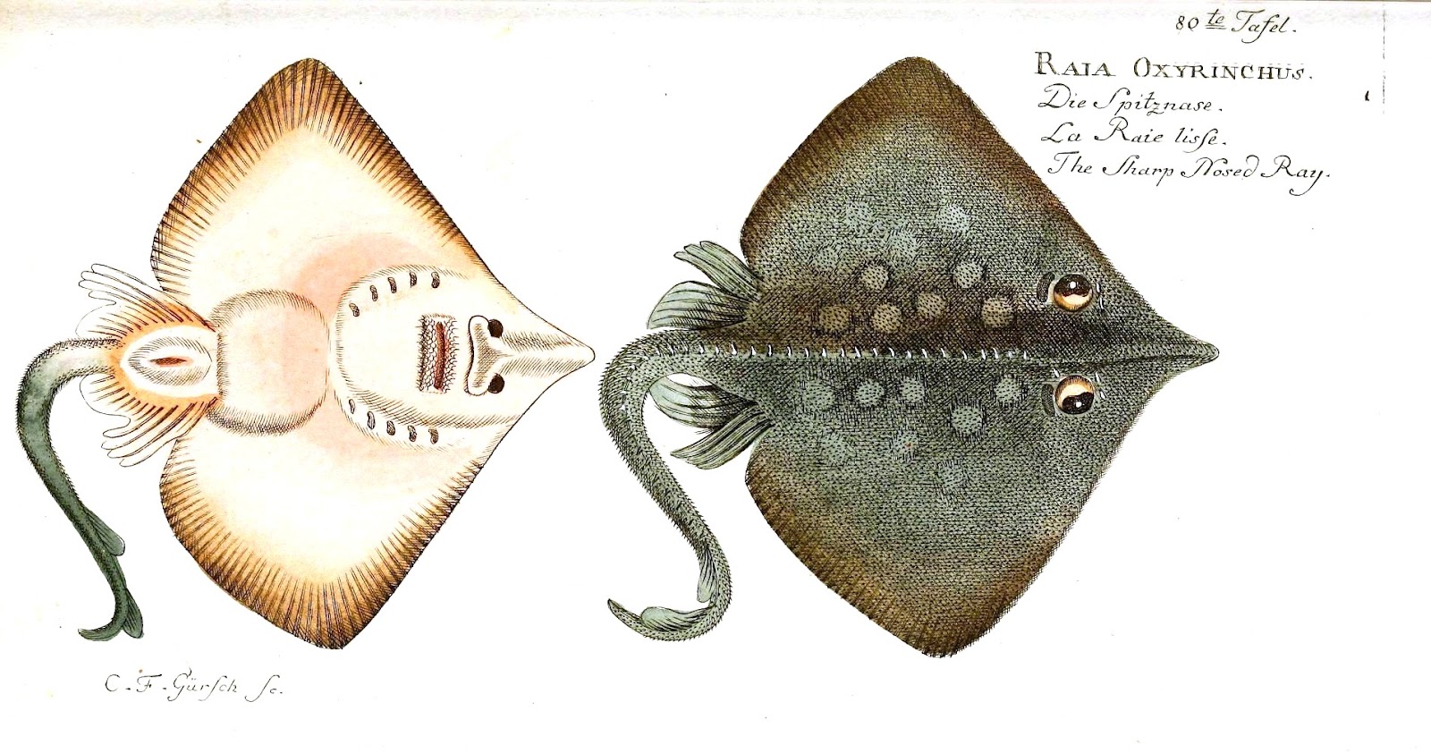 Under the sea and on the Shore on Pinterest | Ernst Haeckel, Sea ...