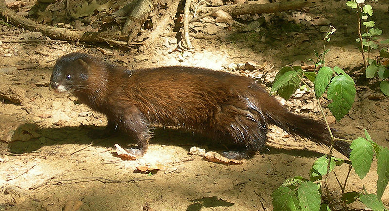 Estonian Nature Tours: European Mink is Critically Endangered / Euroopa ...