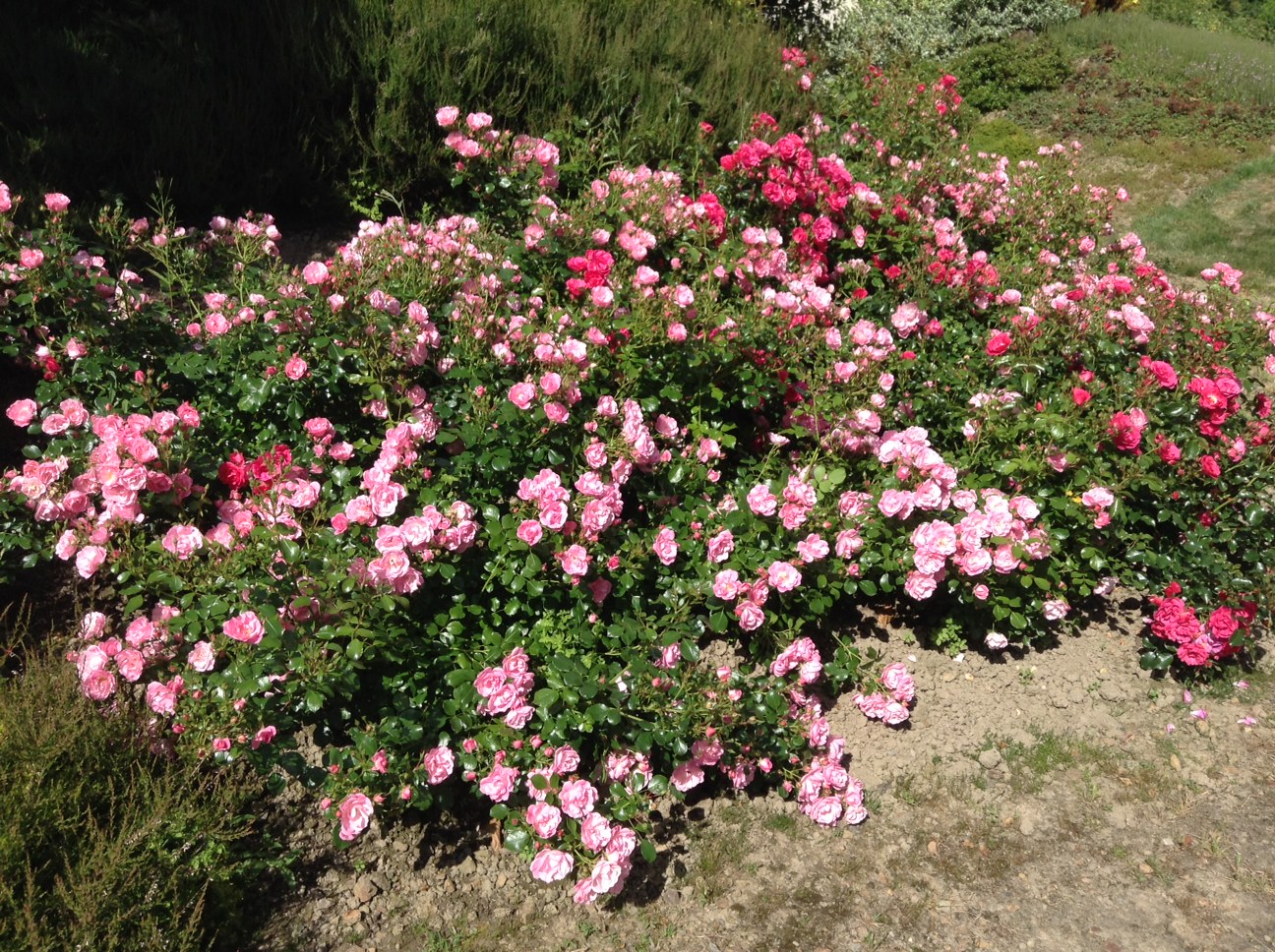 Fleuriste Isabelle Feuvrier: les rosiers couvre-sol
