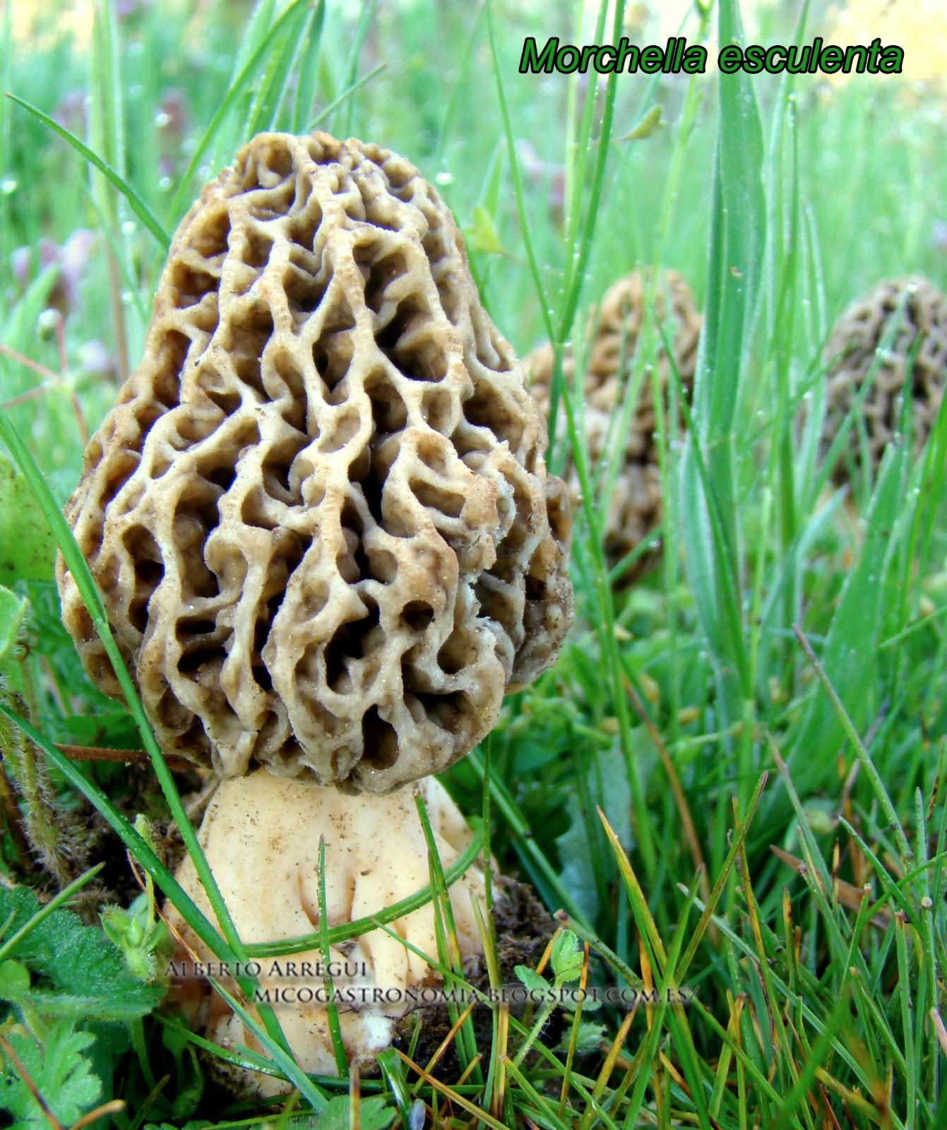 MICOGASTRONOMÍA PARA CHUPARSE LOS DEDOS: SETAS