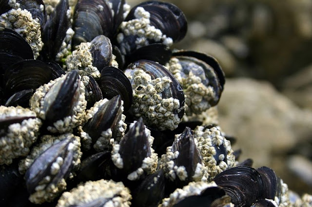 BIOLOGÍA 1Bachillerato OJA: DISECCIÓN DE MEJILLÓN