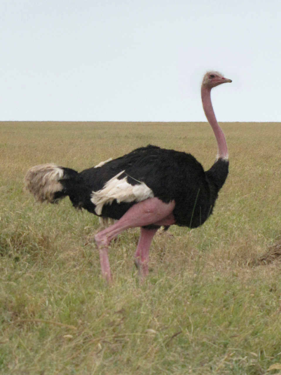 Miwani for Mwanza: Morning on the Serengeti - Safari Day 2