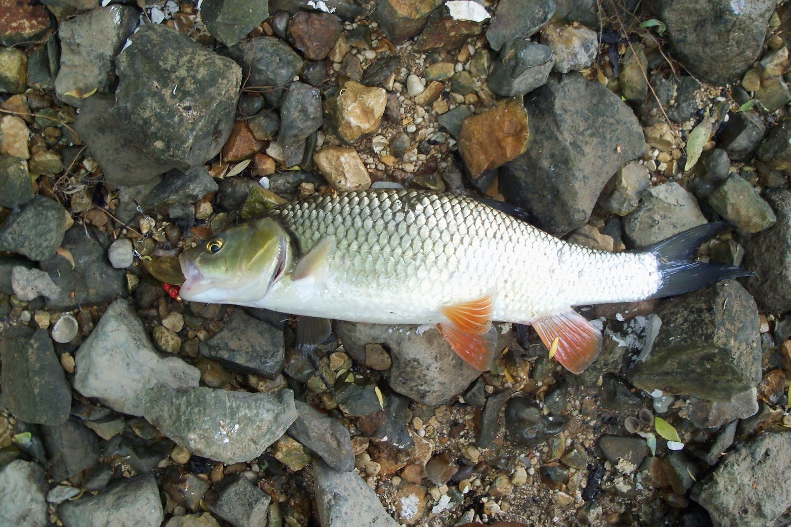 Coup du soir et toujours