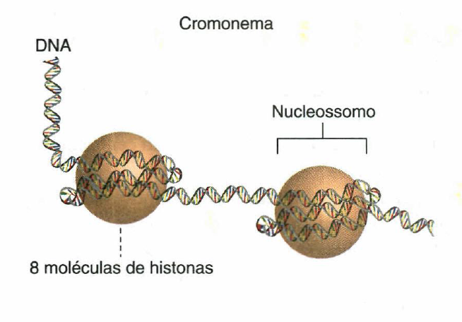 Cromonema